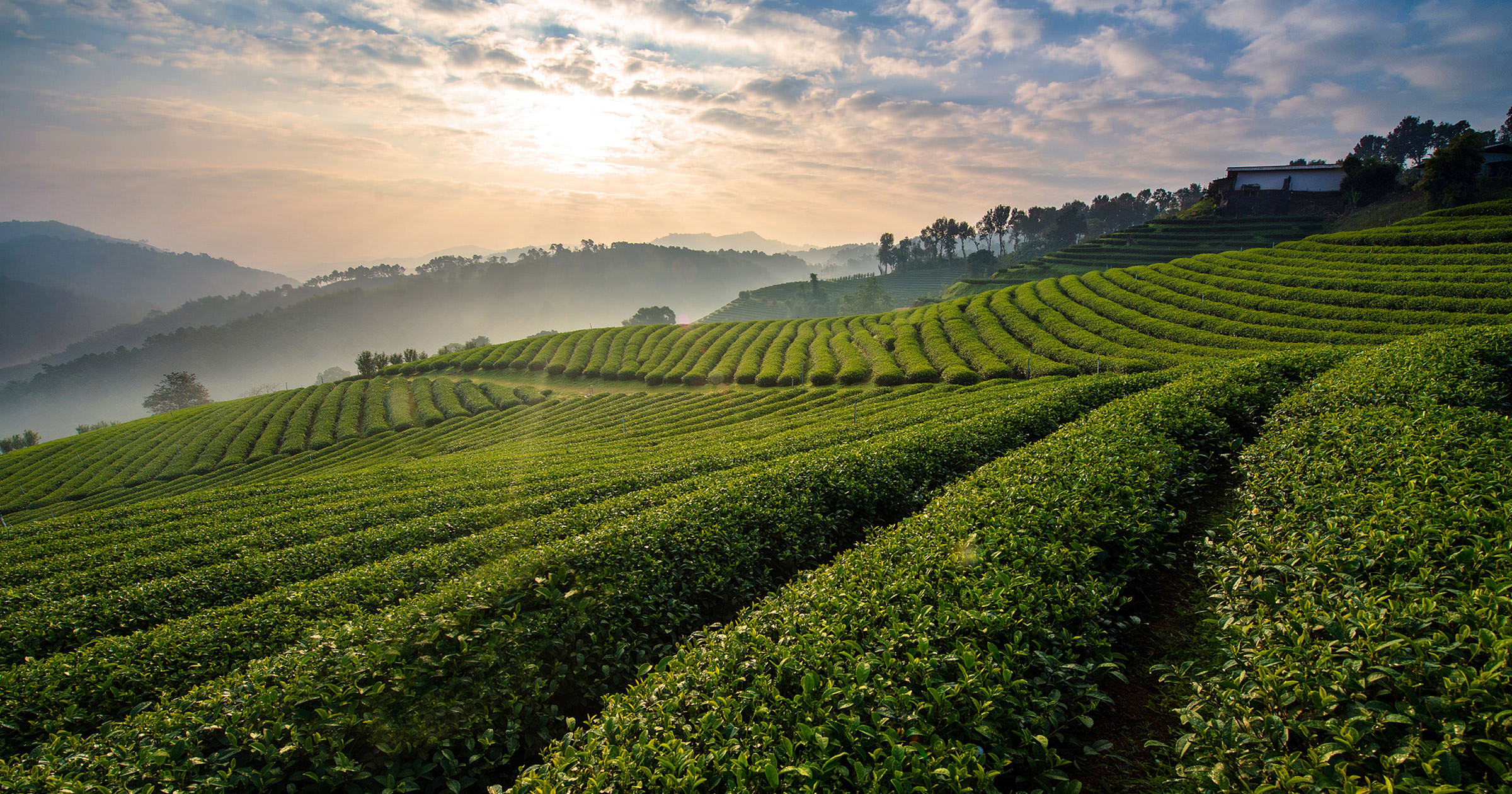 Tea Knowledge | The GS Haly Company